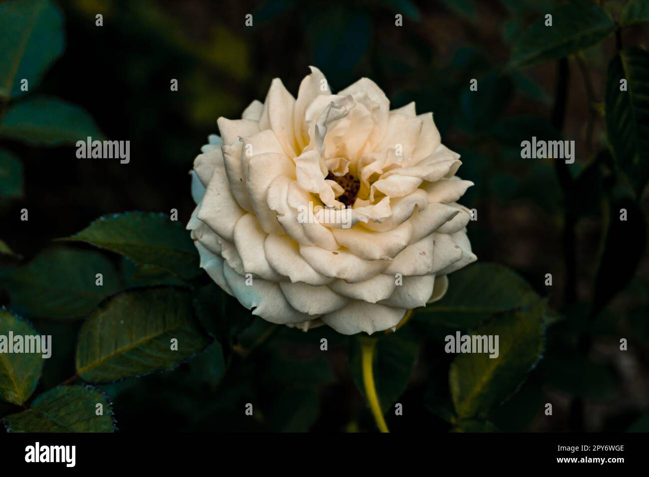 White rose in dark background, White rose of york Stock Photo - Alamy