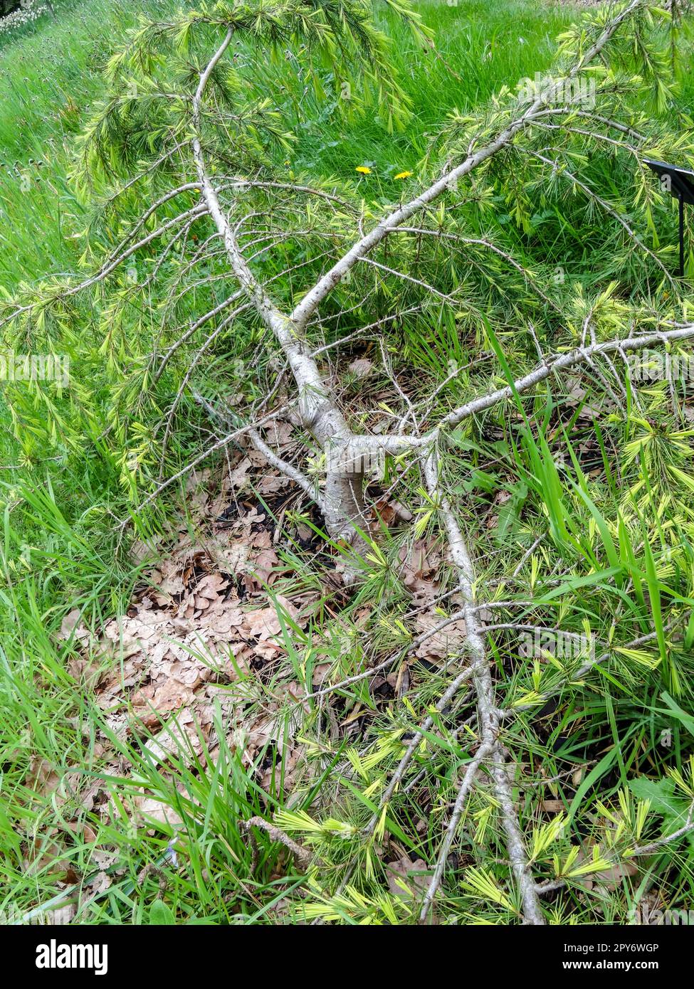 Low hanging, weeping, Cedrus Deodara Golden Horizon. Natural close up ...