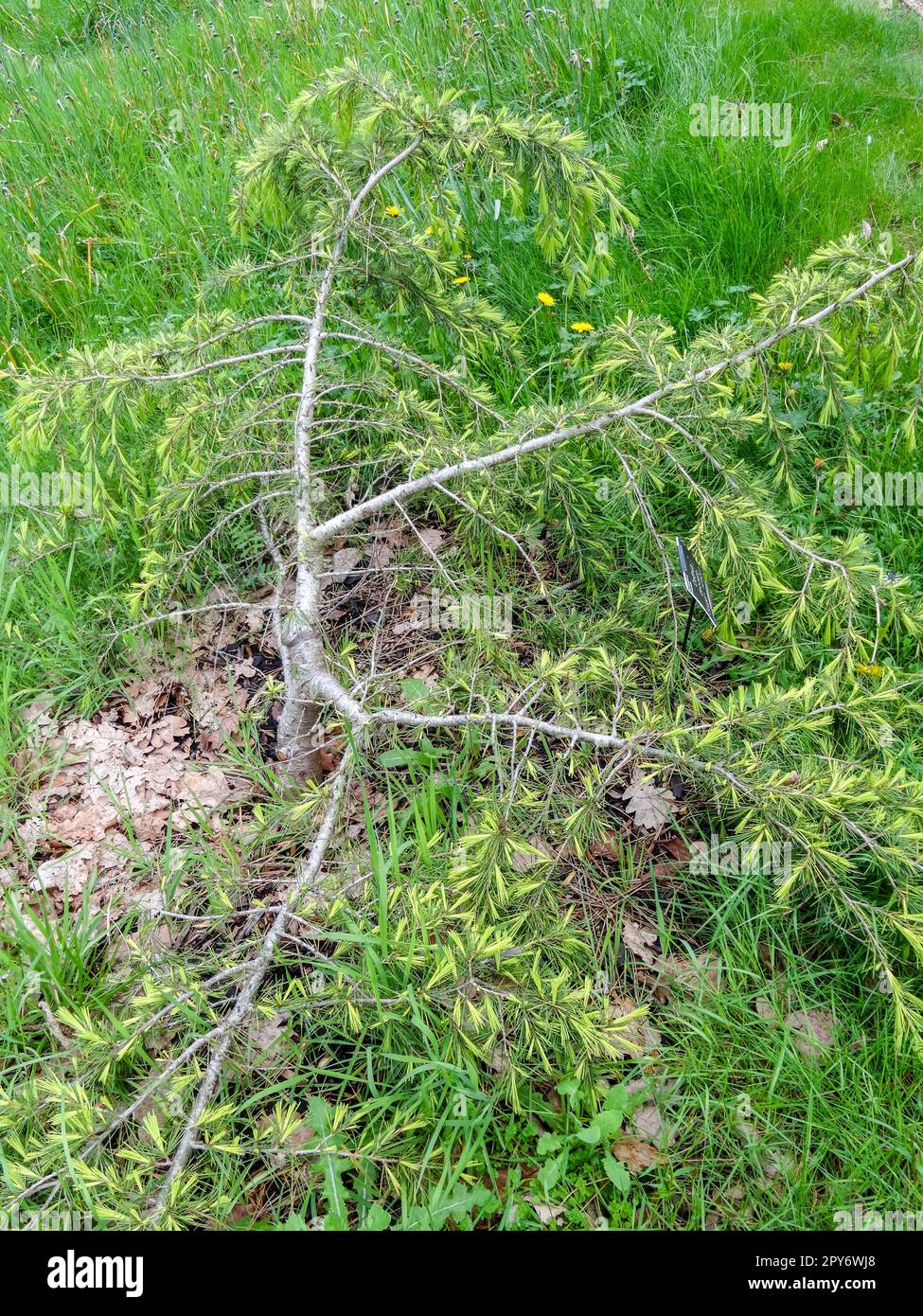 Low hanging, weeping, Cedrus Deodara Golden Horizon. Natural close up ...