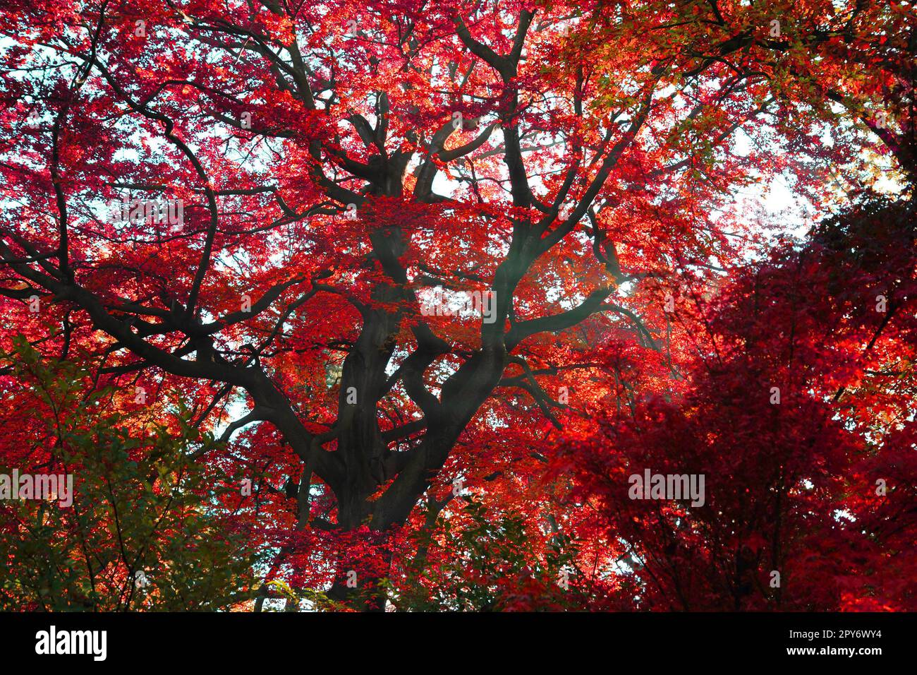 autumn leaves as nice natural color background Stock Photo - Alamy