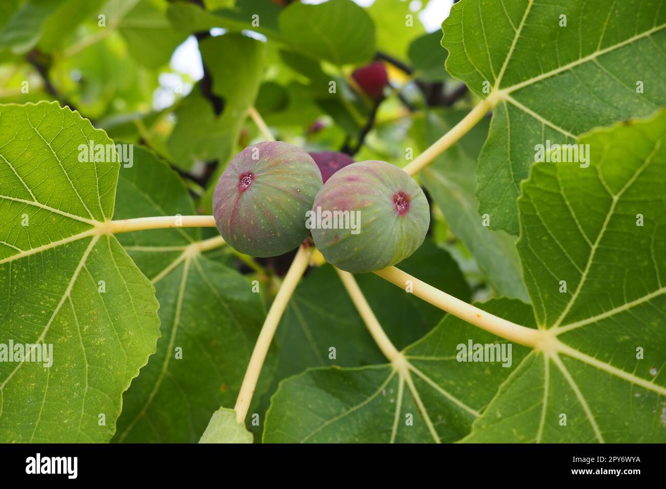 Fig, or fig tree, or common fig tree Ficus carica is a subtropical ...