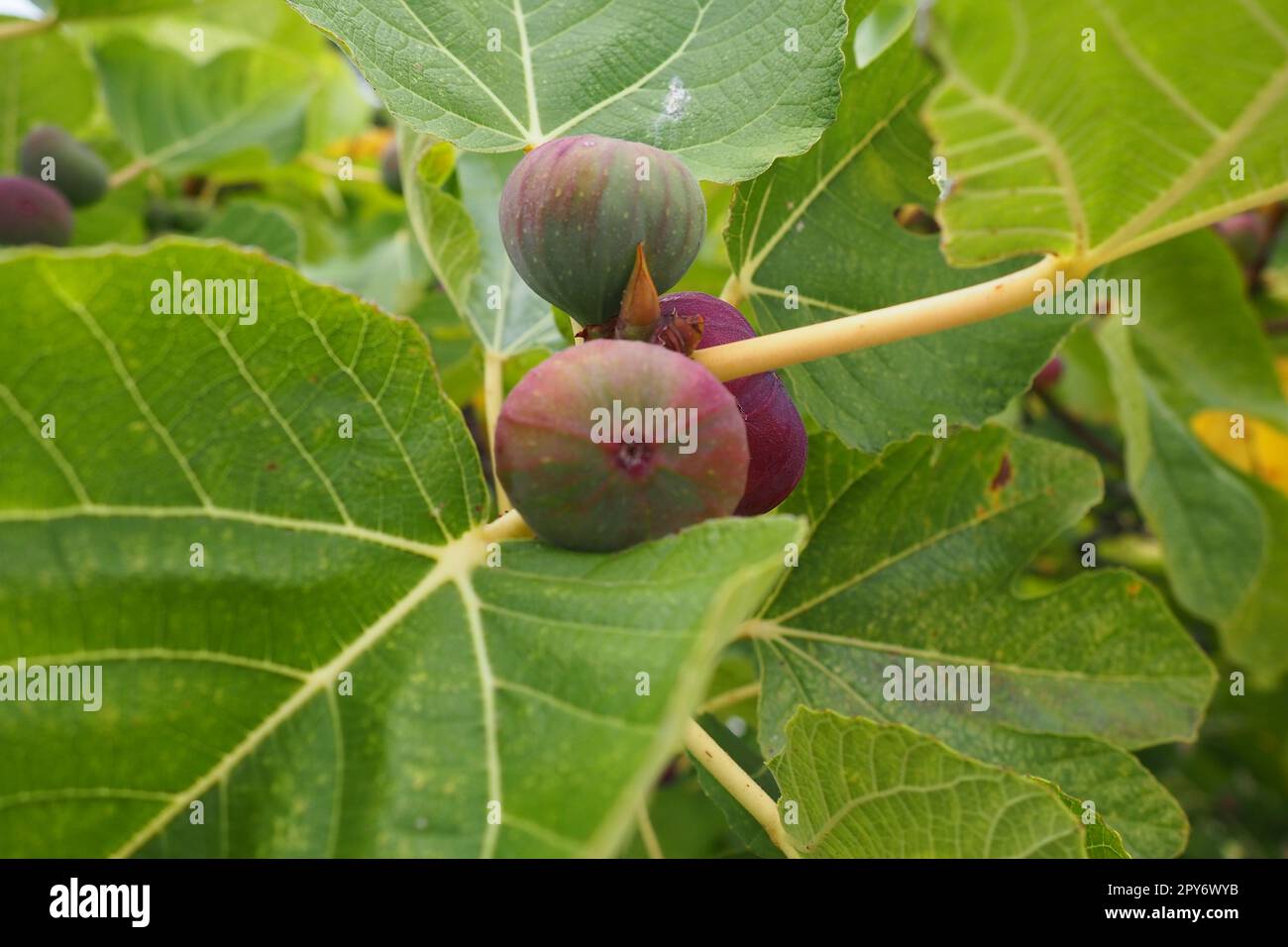 Fig, or fig tree, or common fig tree Ficus carica is a subtropical ...