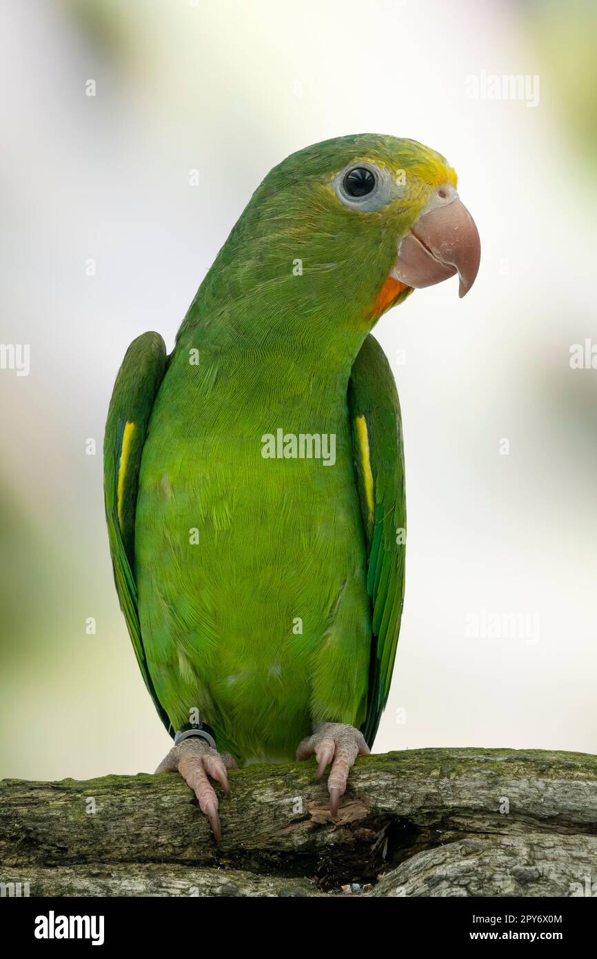 Cobalt winged parakeet brotogeris cyanoptera hi-res stock photography ...