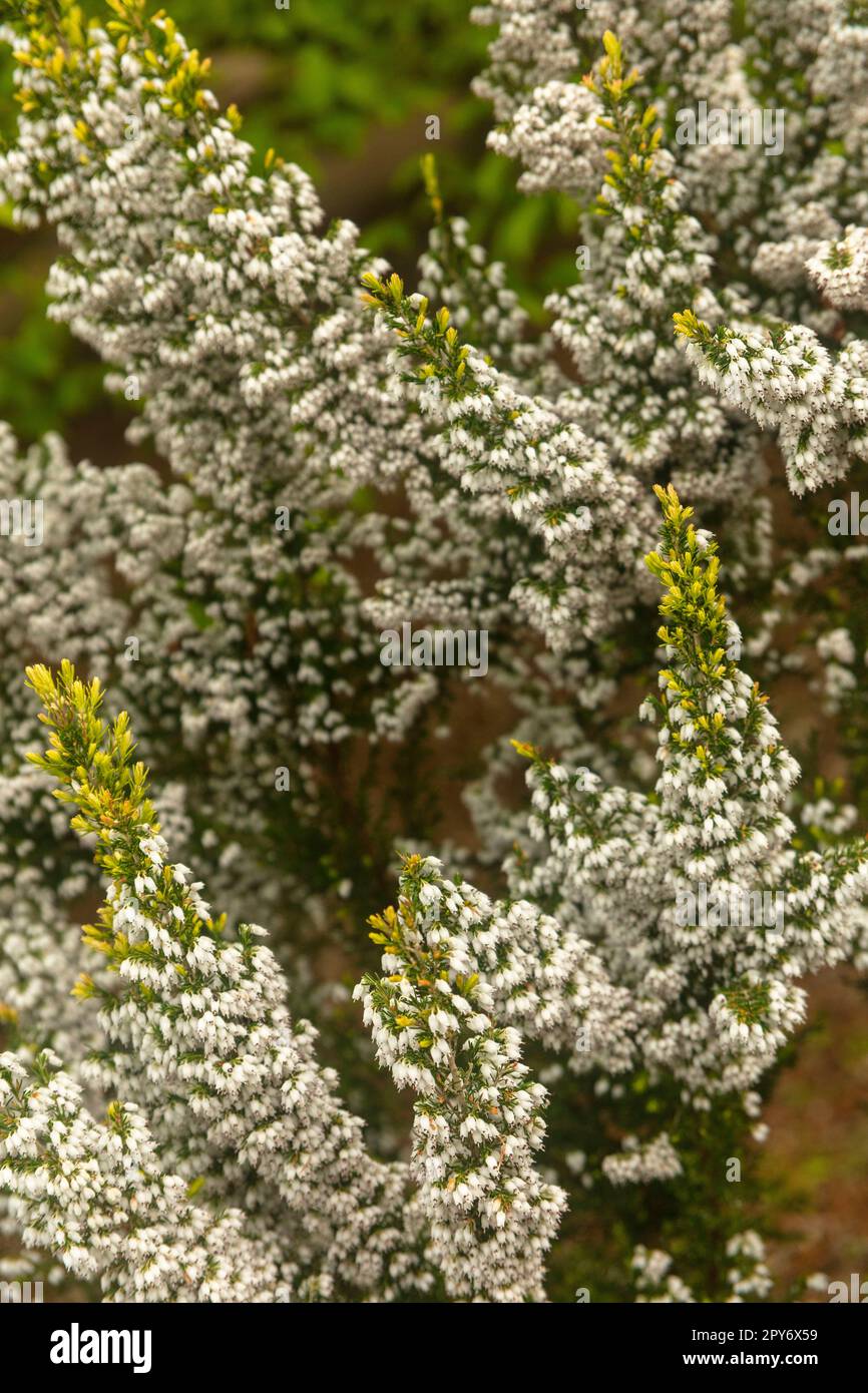 Free flowering Erica x Veitchii 'gold tip’g in spring sunshine. Natural ...