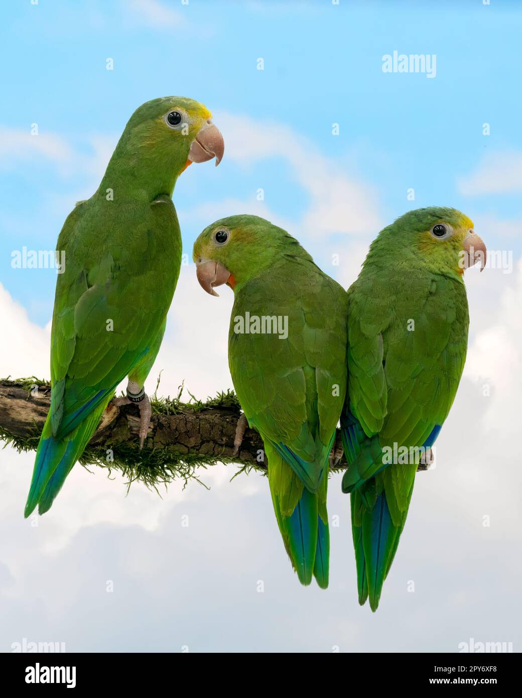 Cobalt winged parakeet brotogeris cyanoptera hi-res stock photography ...
