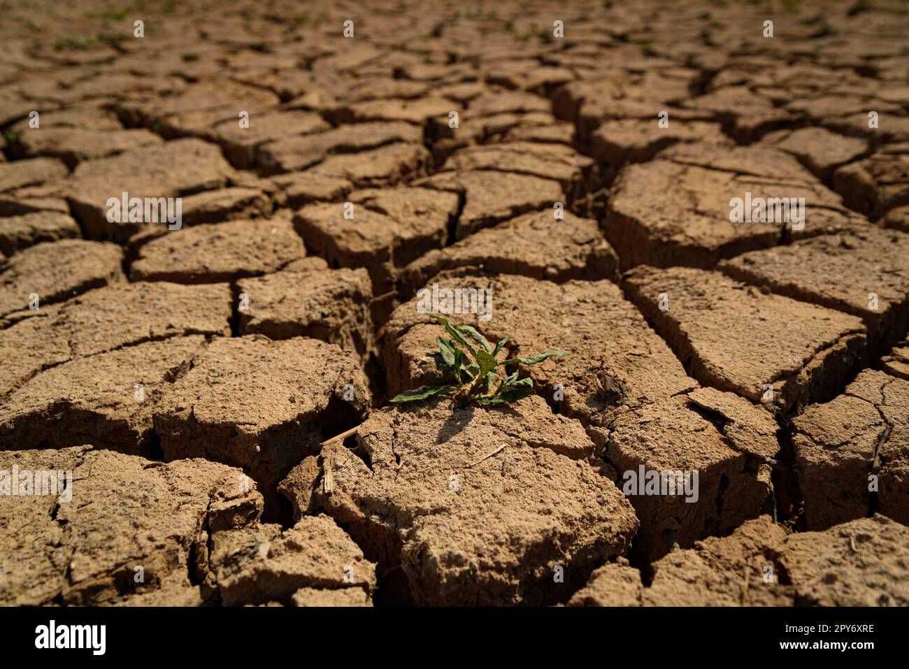 Scorched earth and earth clods are seen on dry land caused by drought ...