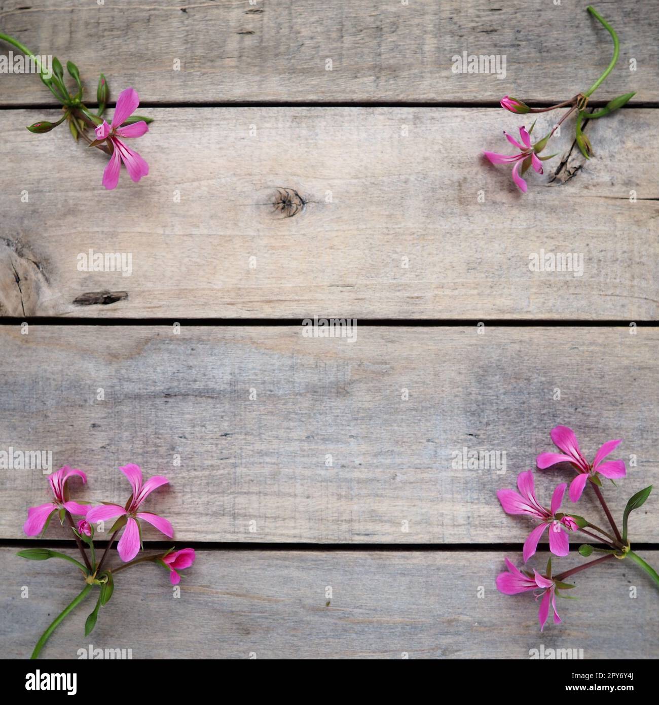 Ivy flower border hi-res stock photography and images - Alamy