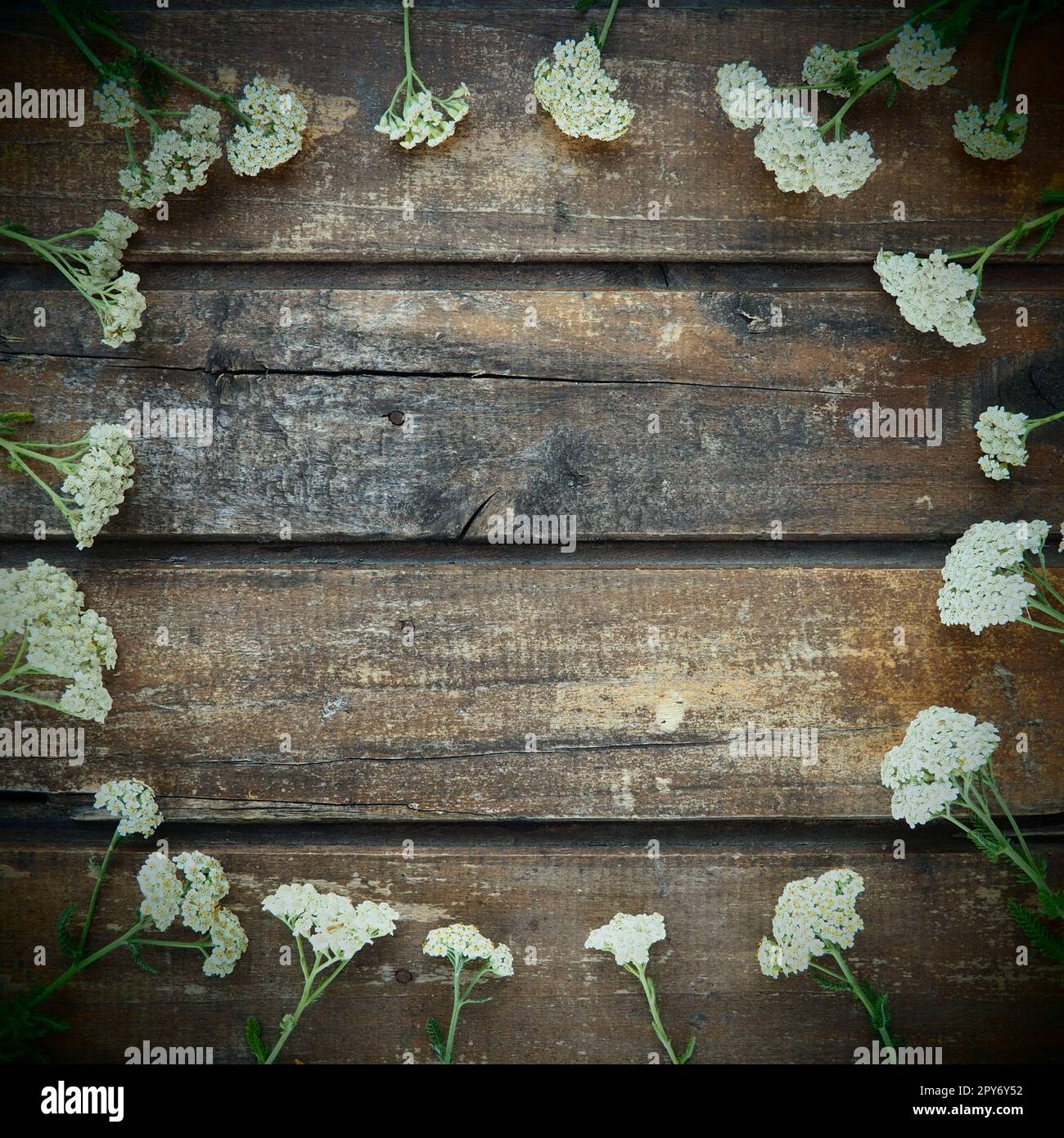 White wildflowers are arranged in a circle on a wooden table background ...