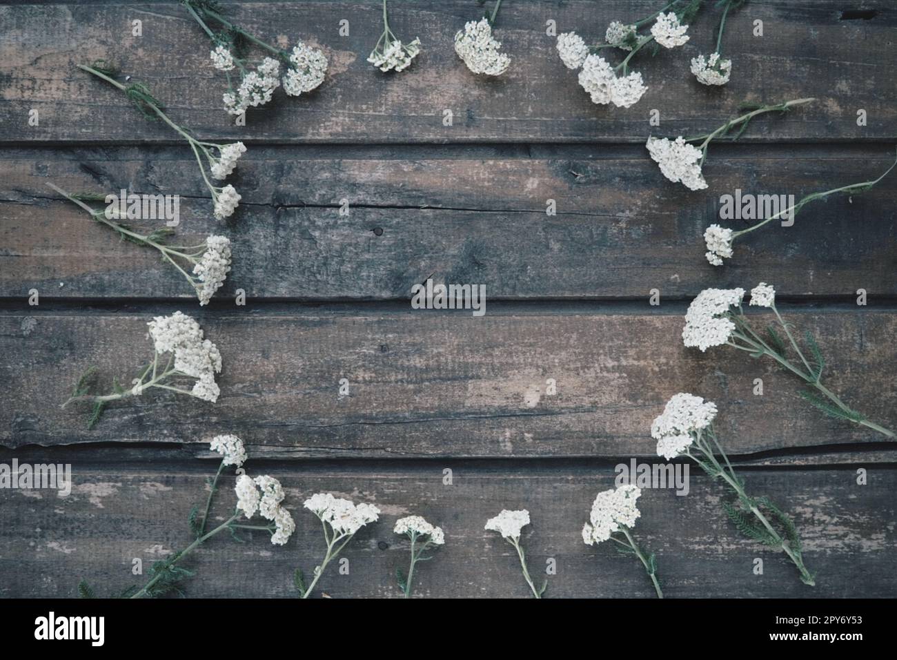 White wildflowers are arranged in a circle on a wooden table background ...