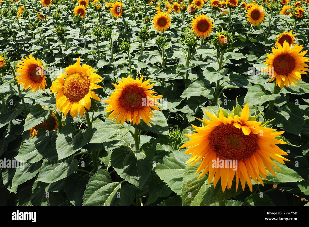 Agricultural sunflowers field. The Helianthus sunflower is a genus of plants in the Asteraceae ...