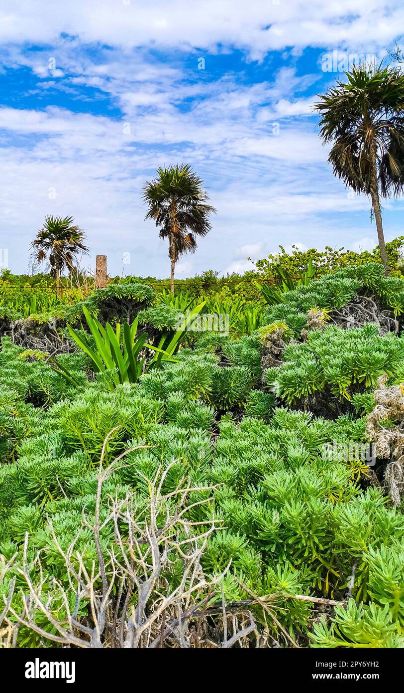 Caribbean beach fir palm trees in jungle forest nature Mexico Stock ...