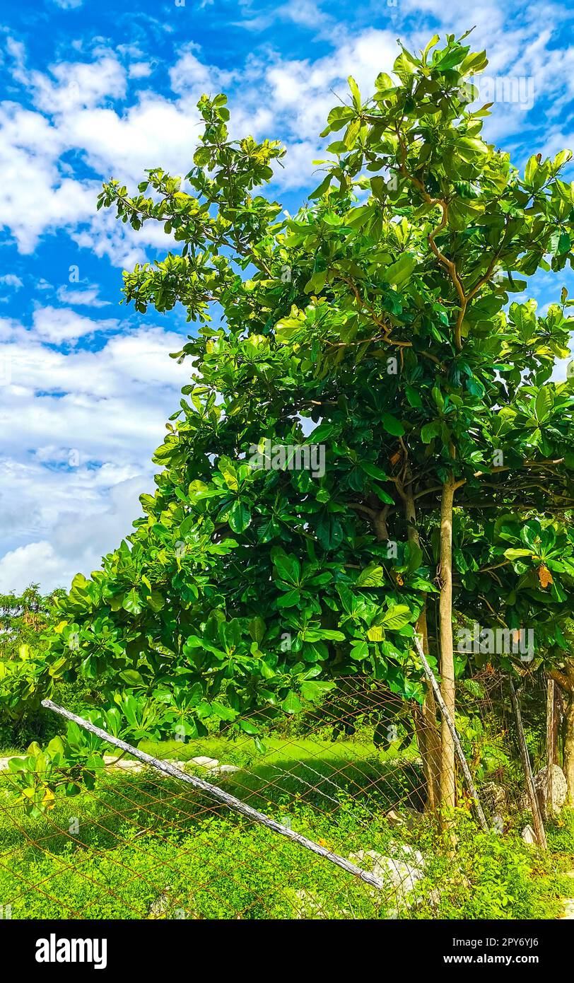 Caribbean beach fir palm trees in jungle forest nature Mexico Stock ...