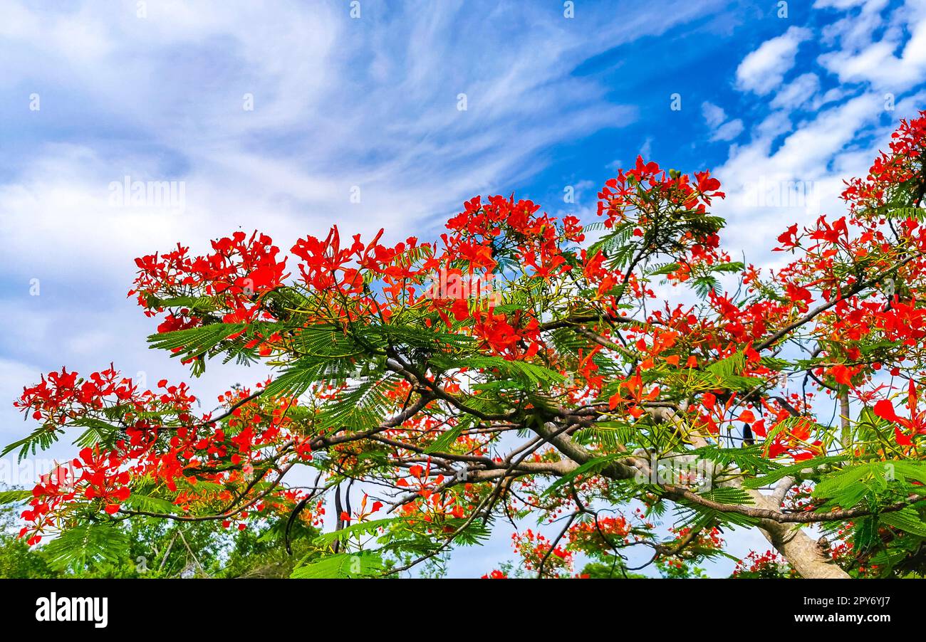 Beautiful tropical flame tree red flowers Flamboyant Delonix Regia ...