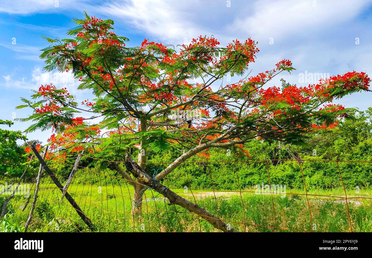 Beautiful tropical flame tree red flowers Flamboyant Delonix Regia ...