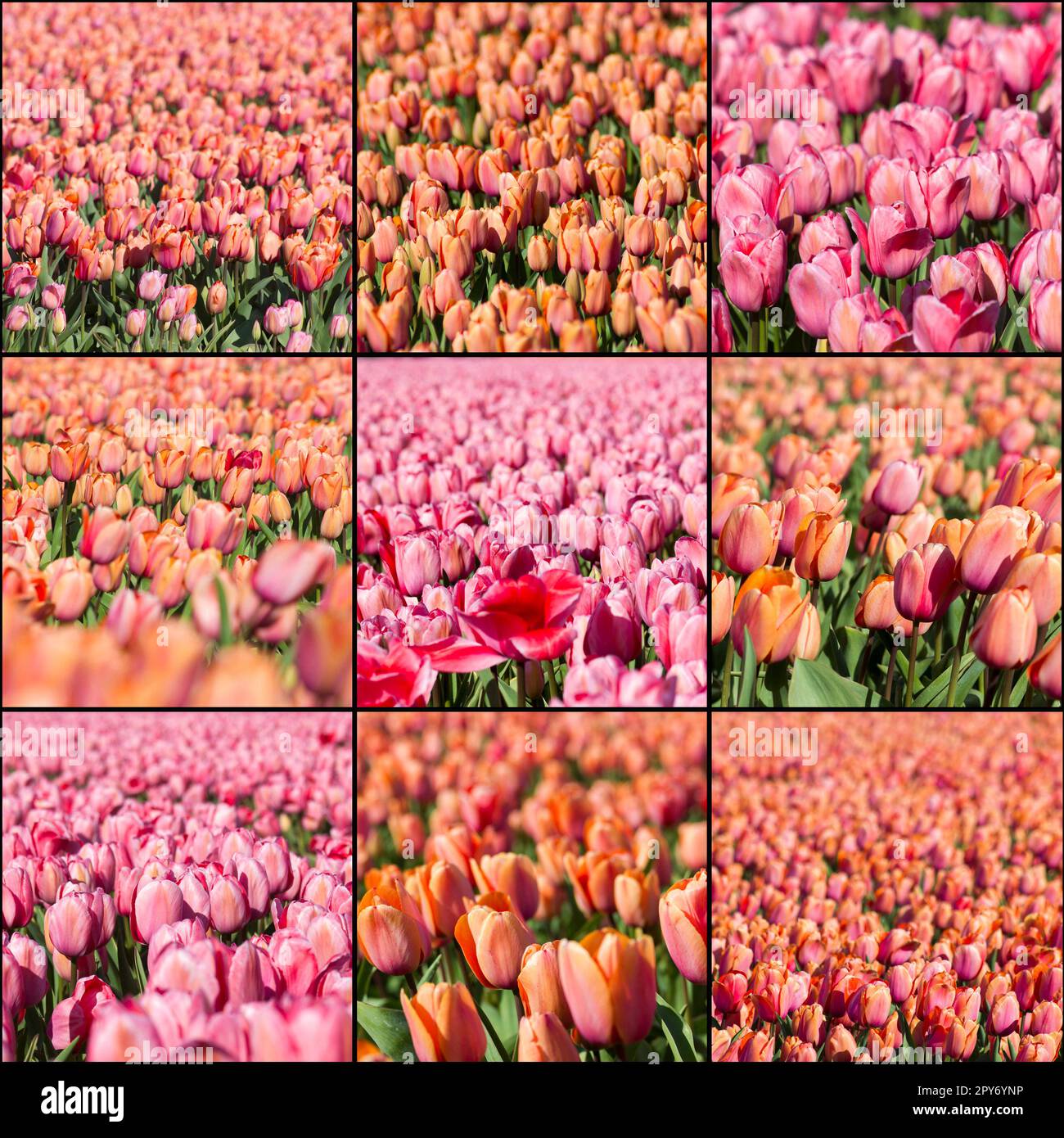 Farm collage hi-res stock photography and images - Alamy