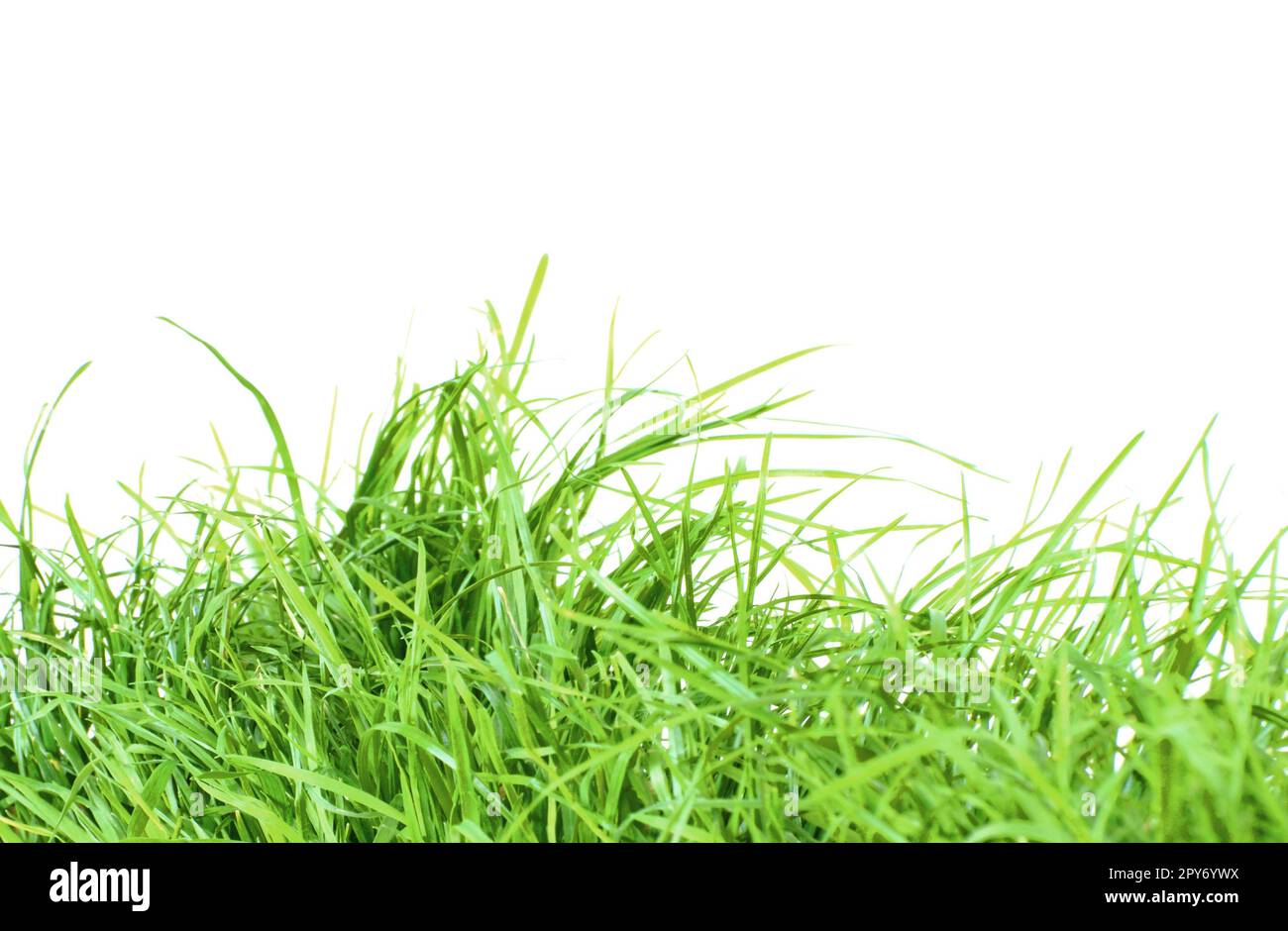 Fresh green grass - Ecological background Stock Photo - Alamy