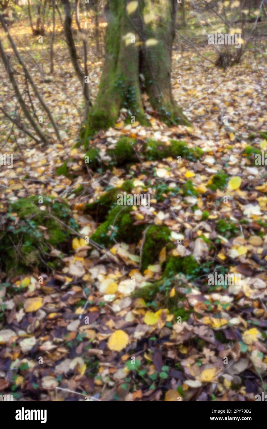 Pinhole Photography Woodland Series.New, Age-defying, digital age ...
