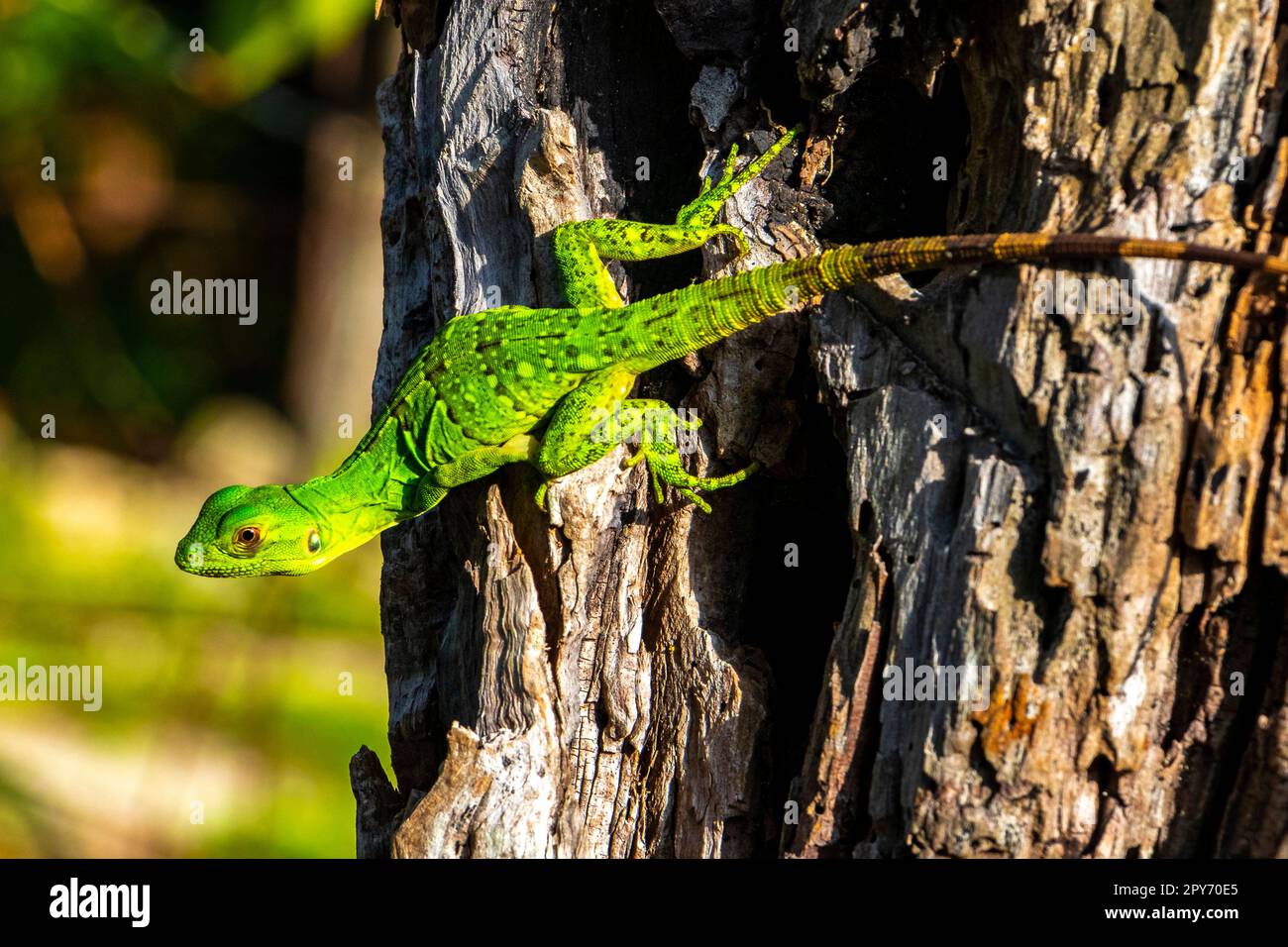 Caribbean green lizard hanging and climbing on tree trunk Mexico Stock ...