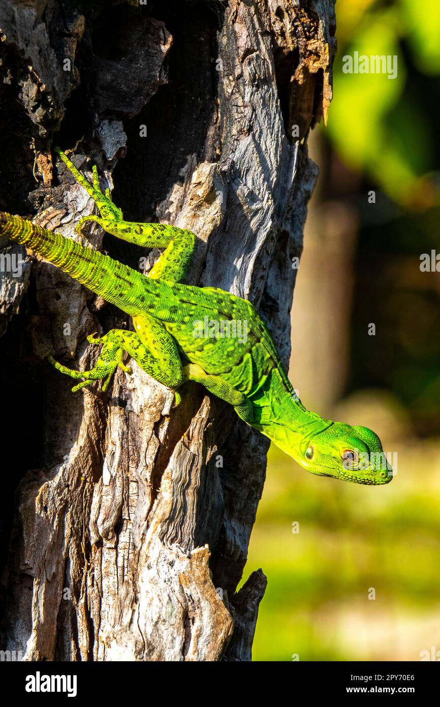 Caribbean green lizard hanging and climbing on tree trunk Mexico Stock ...