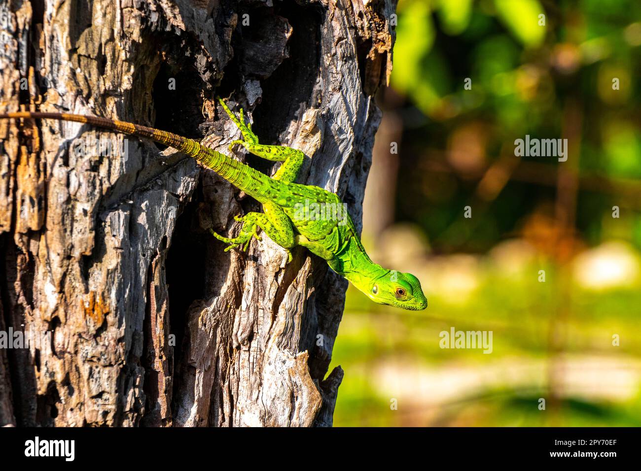 Tree climbing lizards hi-res stock photography and images - Alamy