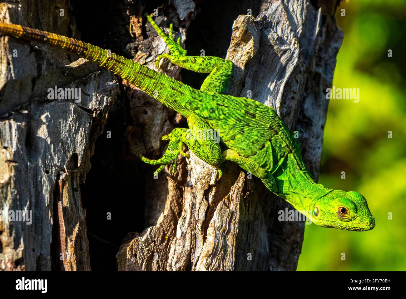 Caribbean green lizard hanging and climbing on tree trunk Mexico Stock ...