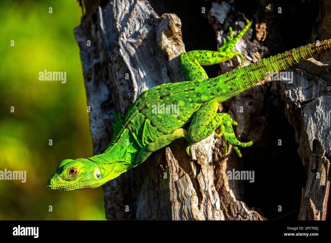 Caribbean green lizard hanging and climbing on tree trunk Mexico Stock ...