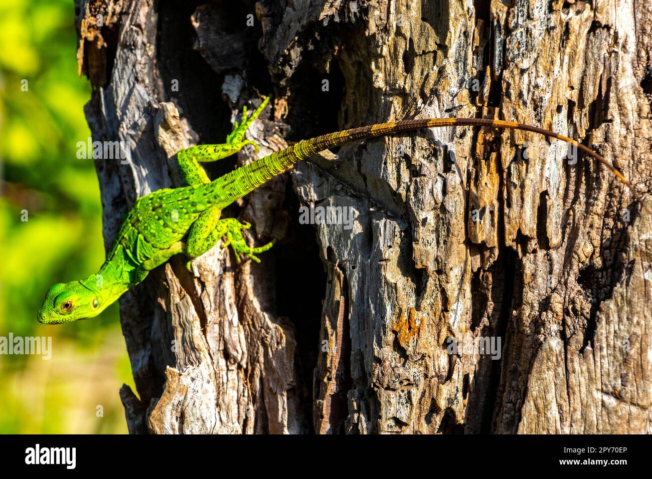 Caribbean green lizard hanging and climbing on tree trunk Mexico Stock ...