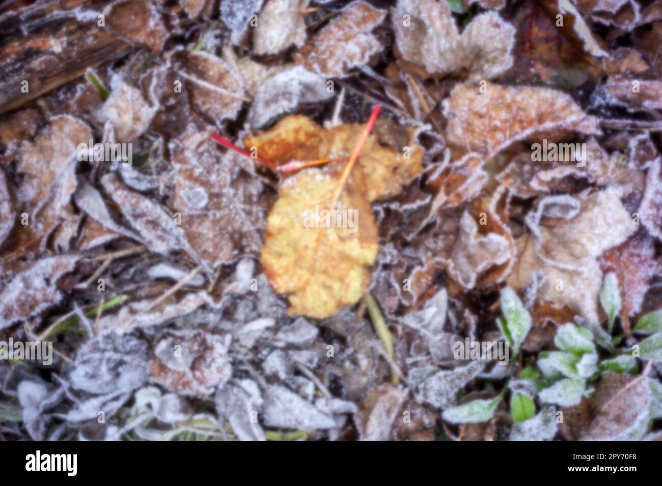Pinhole Photography Woodland Series.New, Age-defying, digital age ...