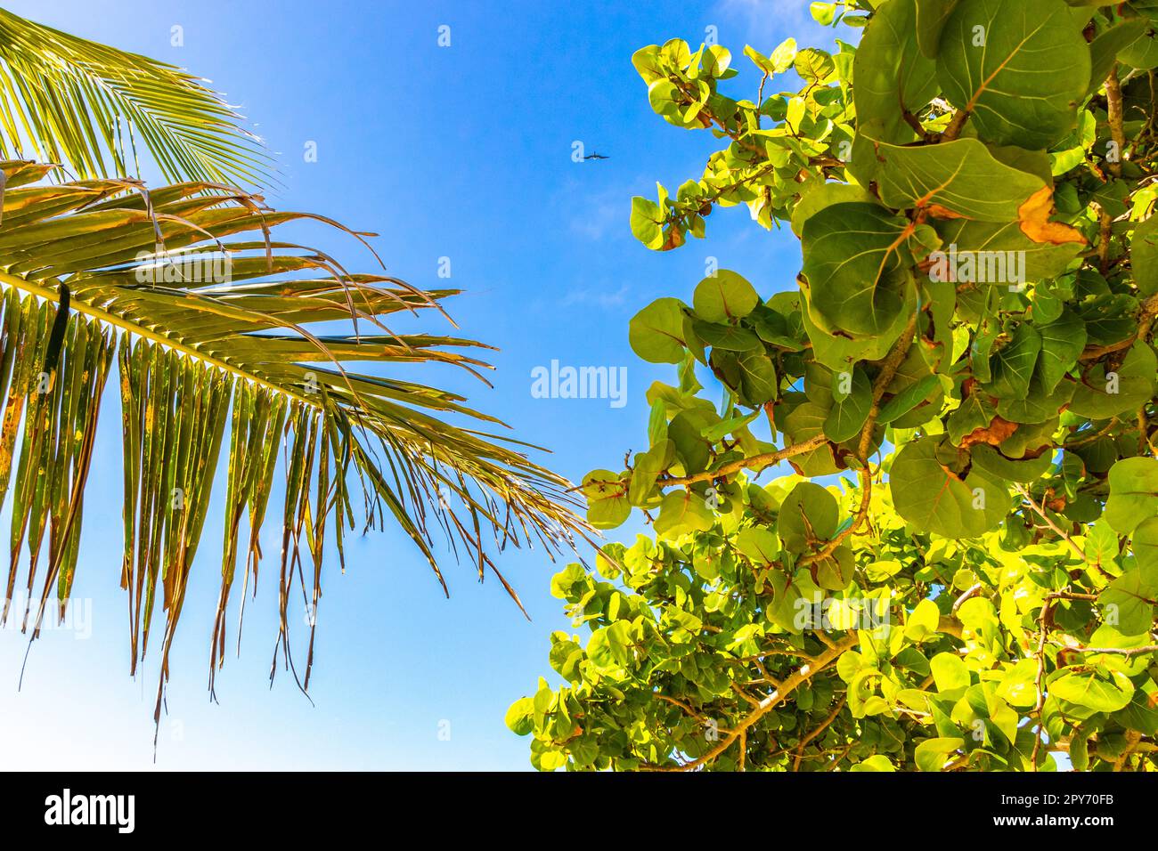 Green Caribbean plants palm trees flowers trees on coast Mexico Stock ...