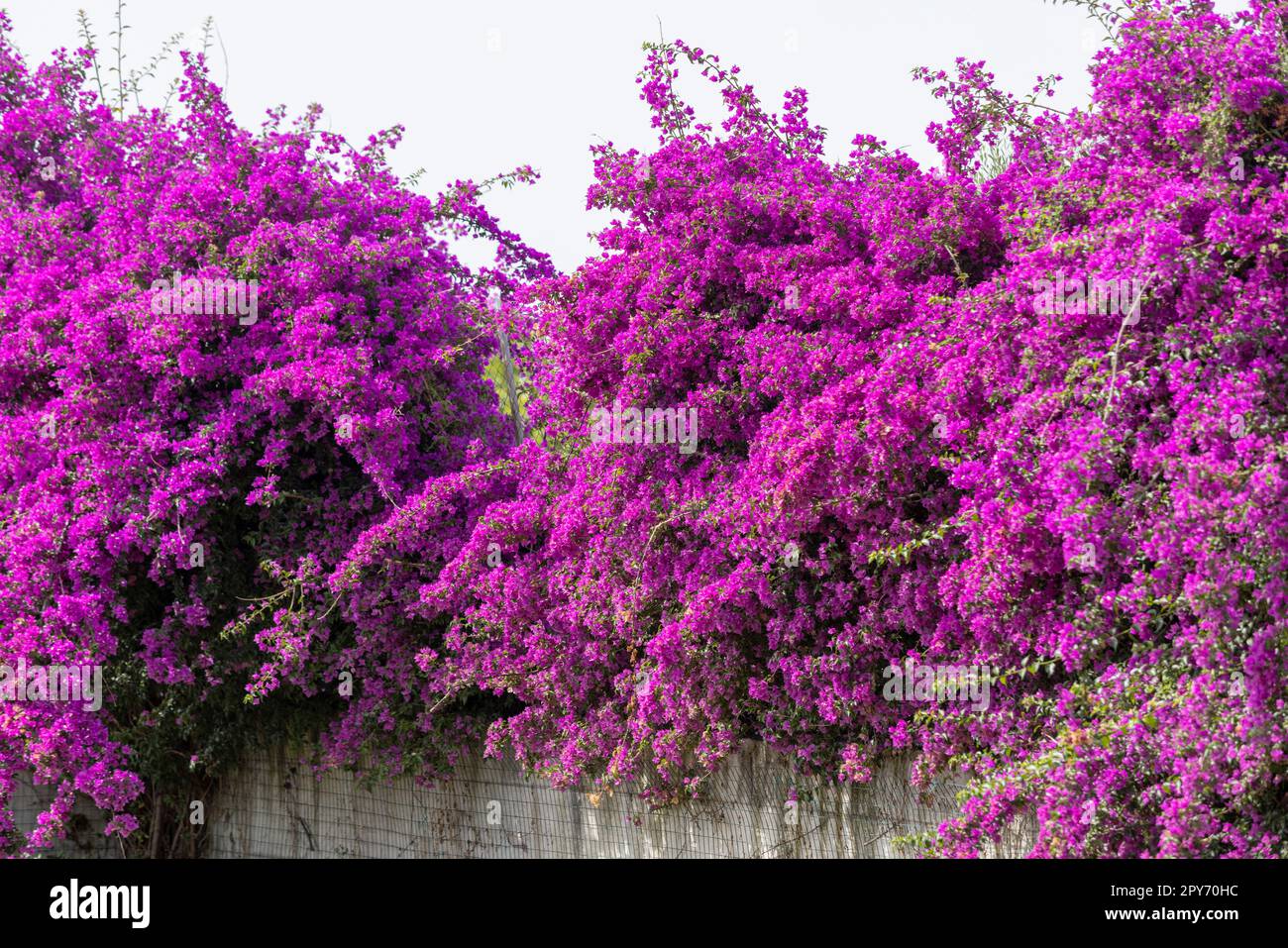 Italian bougainvillea hi-res stock photography and images - Alamy
