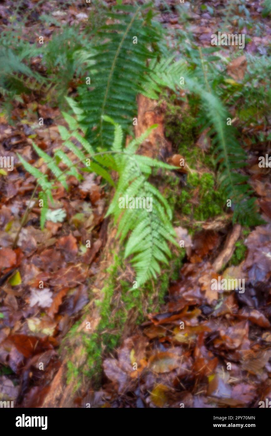 Pinhole collection image hi-res stock photography and images - Alamy