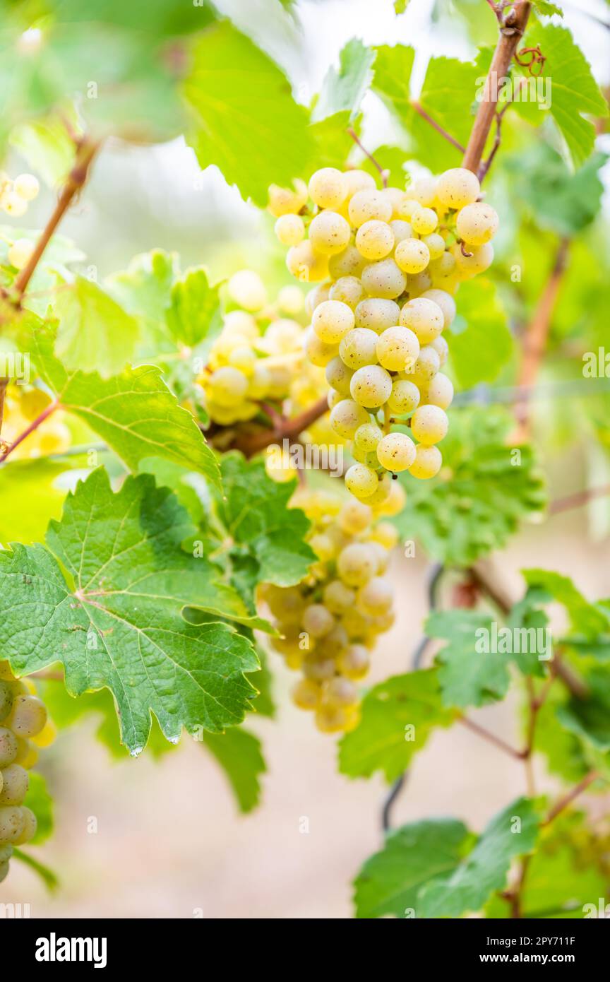 Close-up bright yellow wine grapes hang on a vine plant in a wine ...