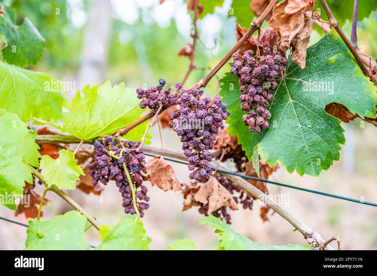 Shriveled bunches of purple colored grapes, too much sun and heat, bad ...