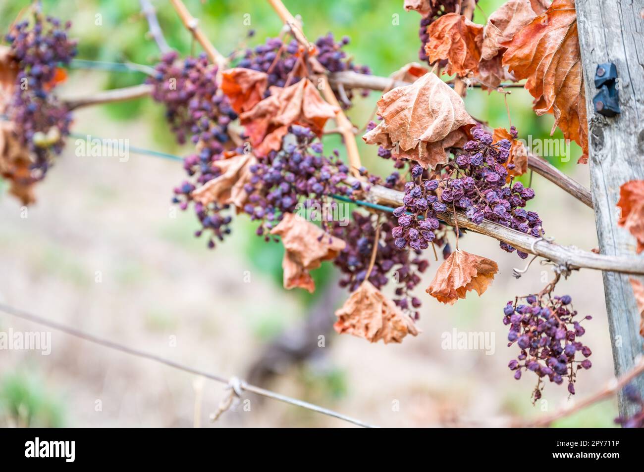 Shriveled bunches of purple colored grapes, too much sun and heat, bad ...