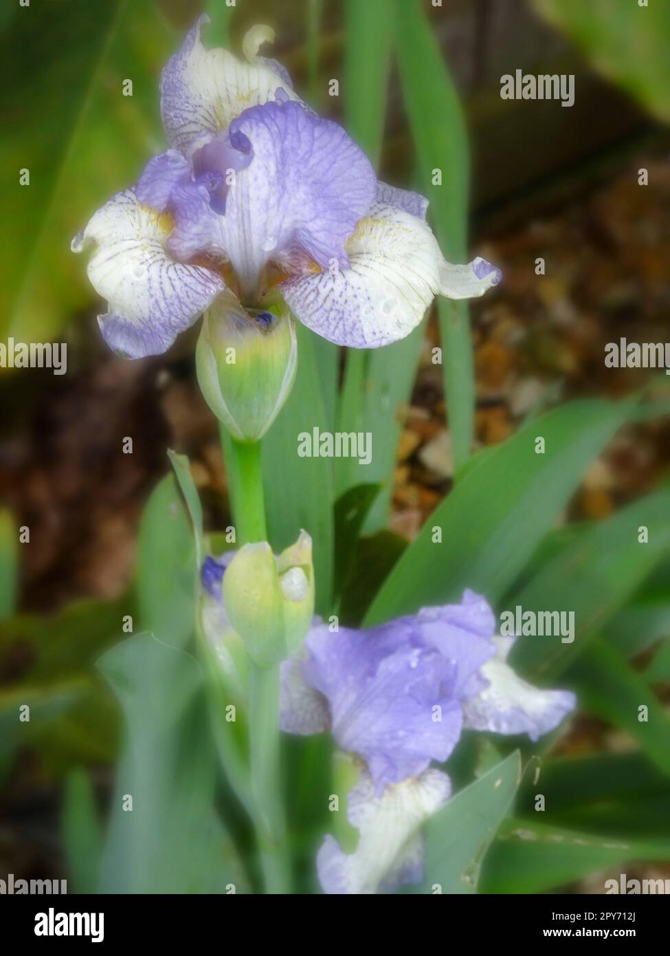 Natural close up flowering plant portrait of Iris Wow Stock Photo - Alamy