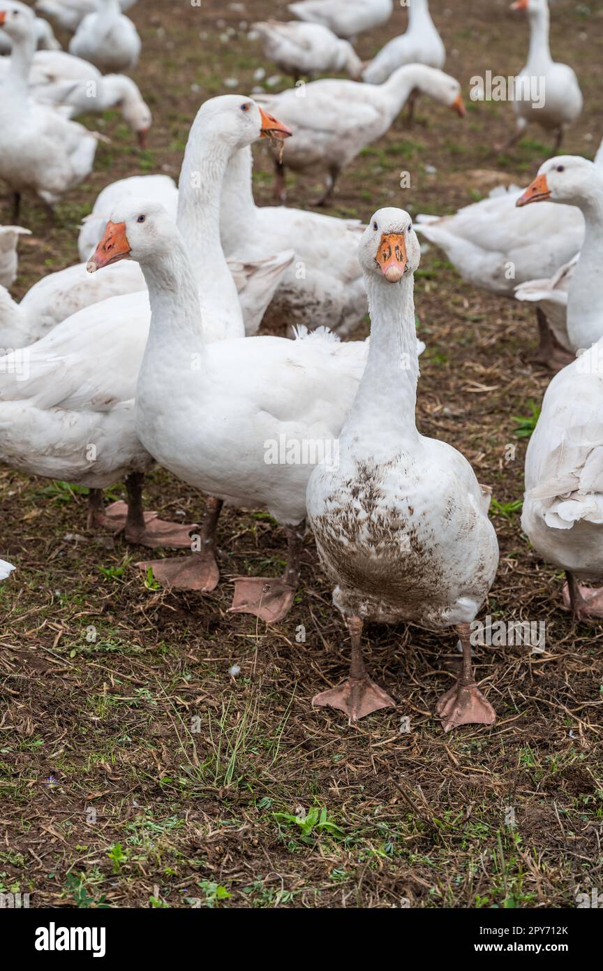 White cockerel head hi-res stock photography and images - Alamy