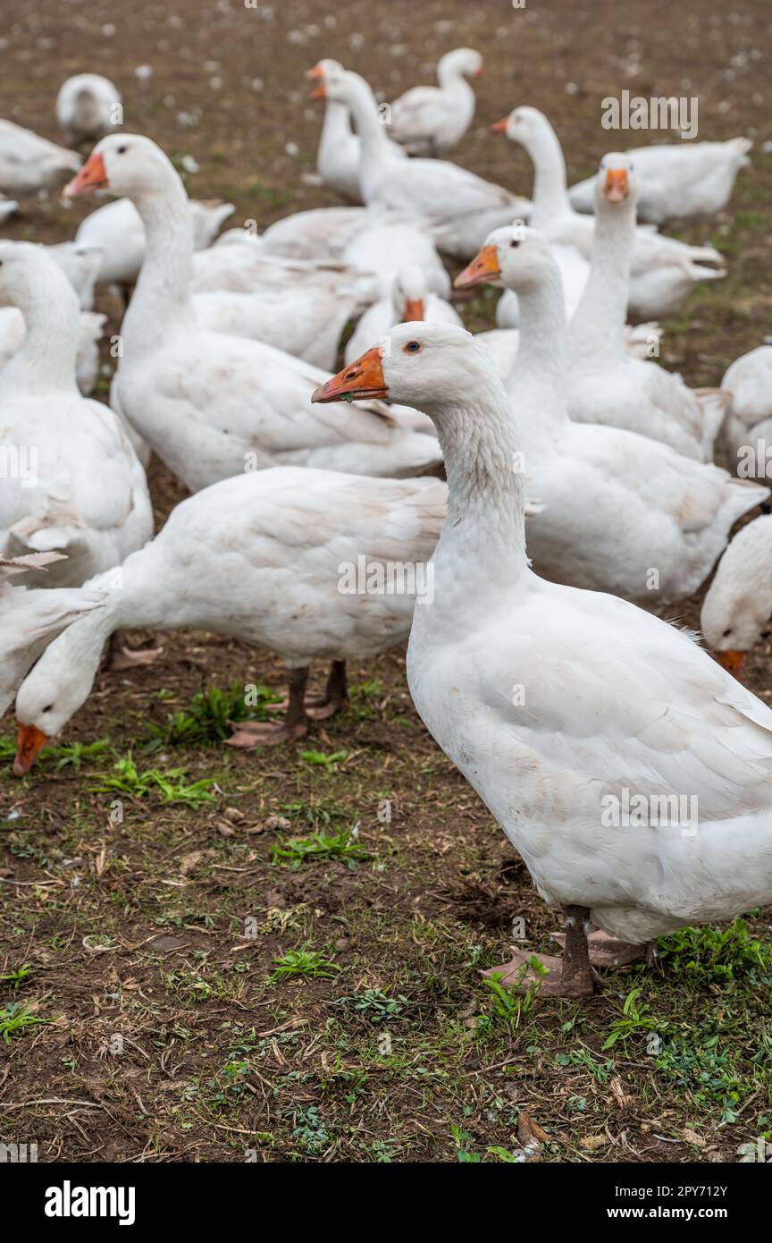 Close-up group of white Ducks, Geese on a farm looking for food Stock ...
