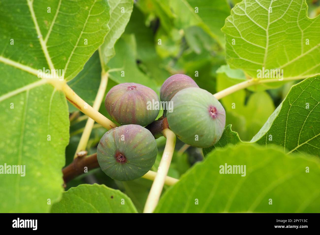 Fig, or fig tree, or common fig tree Ficus carica is a subtropical ...