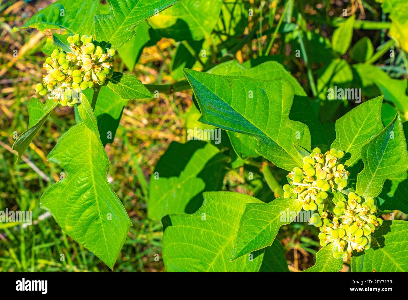 Green Caribbean plants palm trees flowers trees on coast Mexico Stock ...