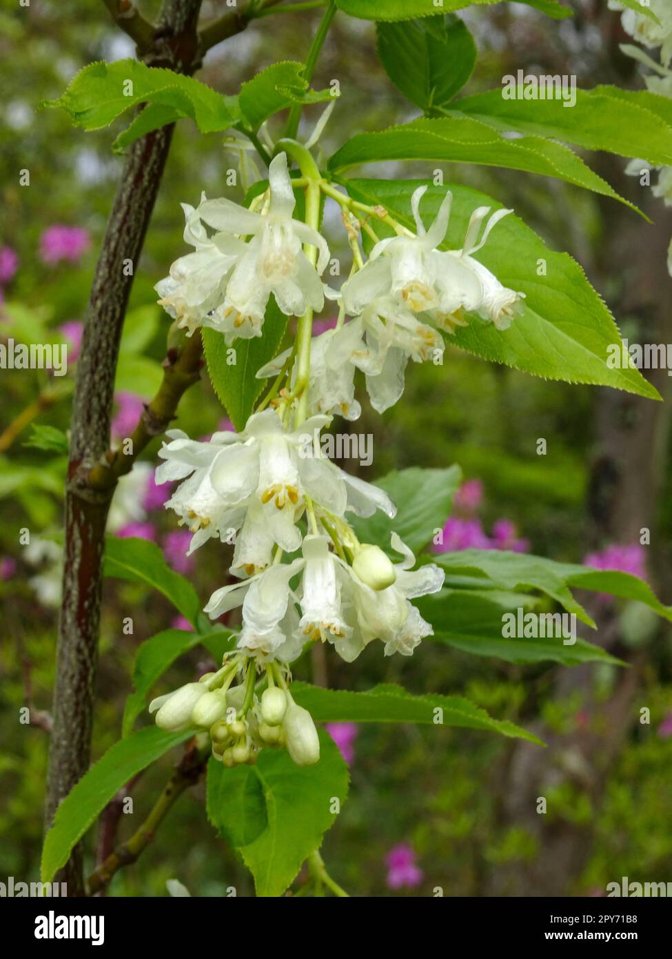 Natural close up flowering plant portrait of Staphylea Colchica ...