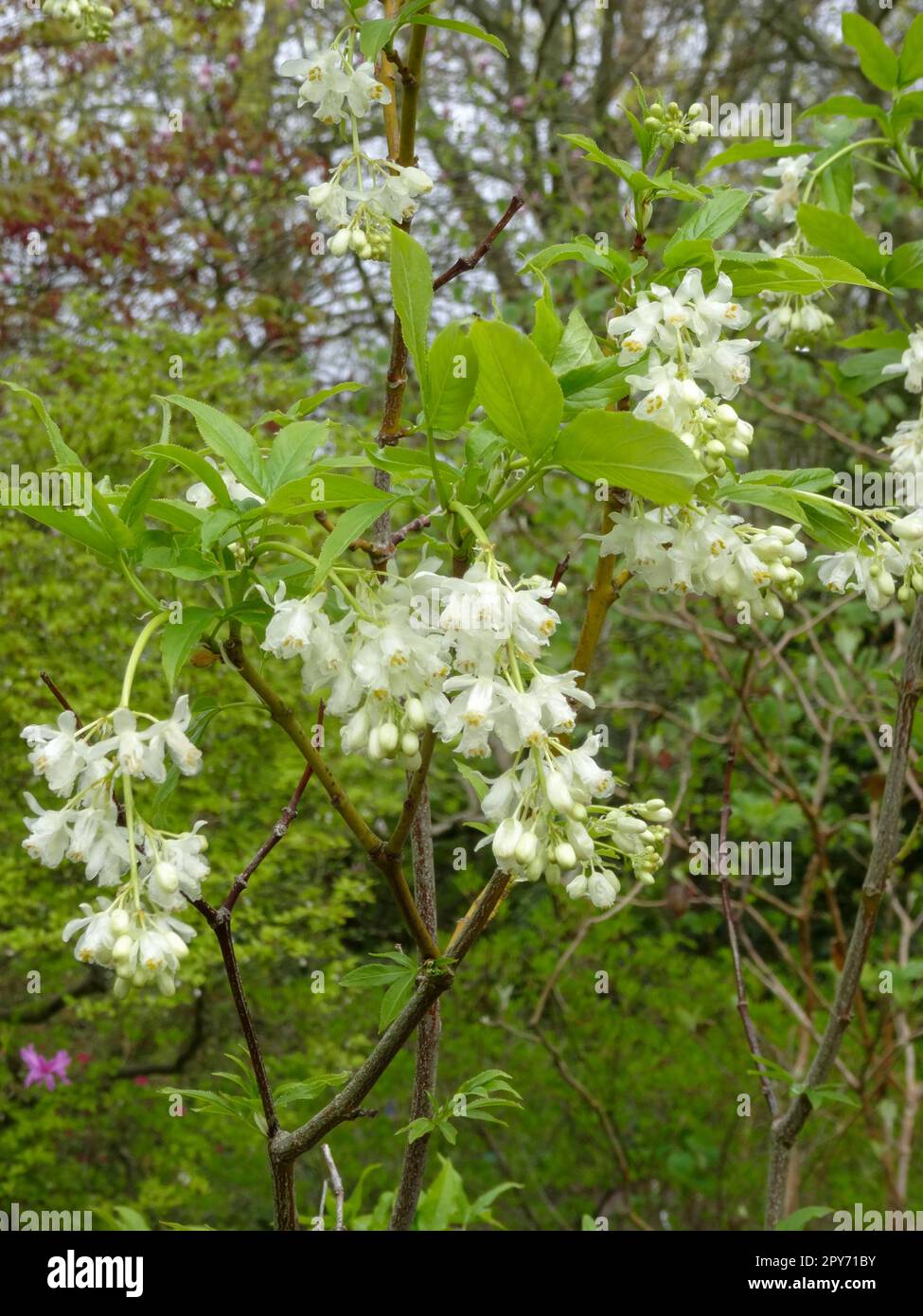 Natural close up flowering plant portrait of Staphylea Colchica ...