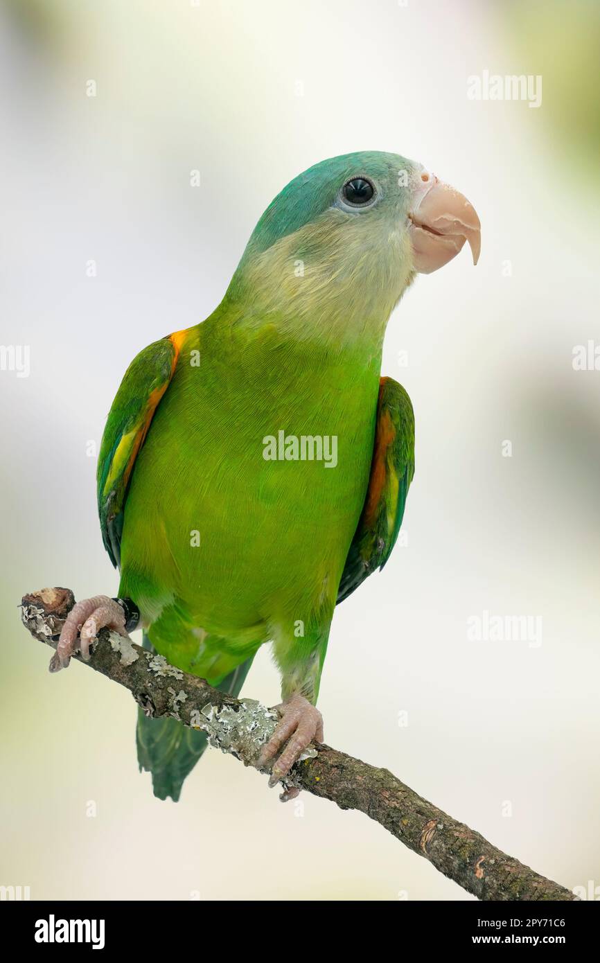 Fire winged parakeet hi-res stock photography and images - Alamy