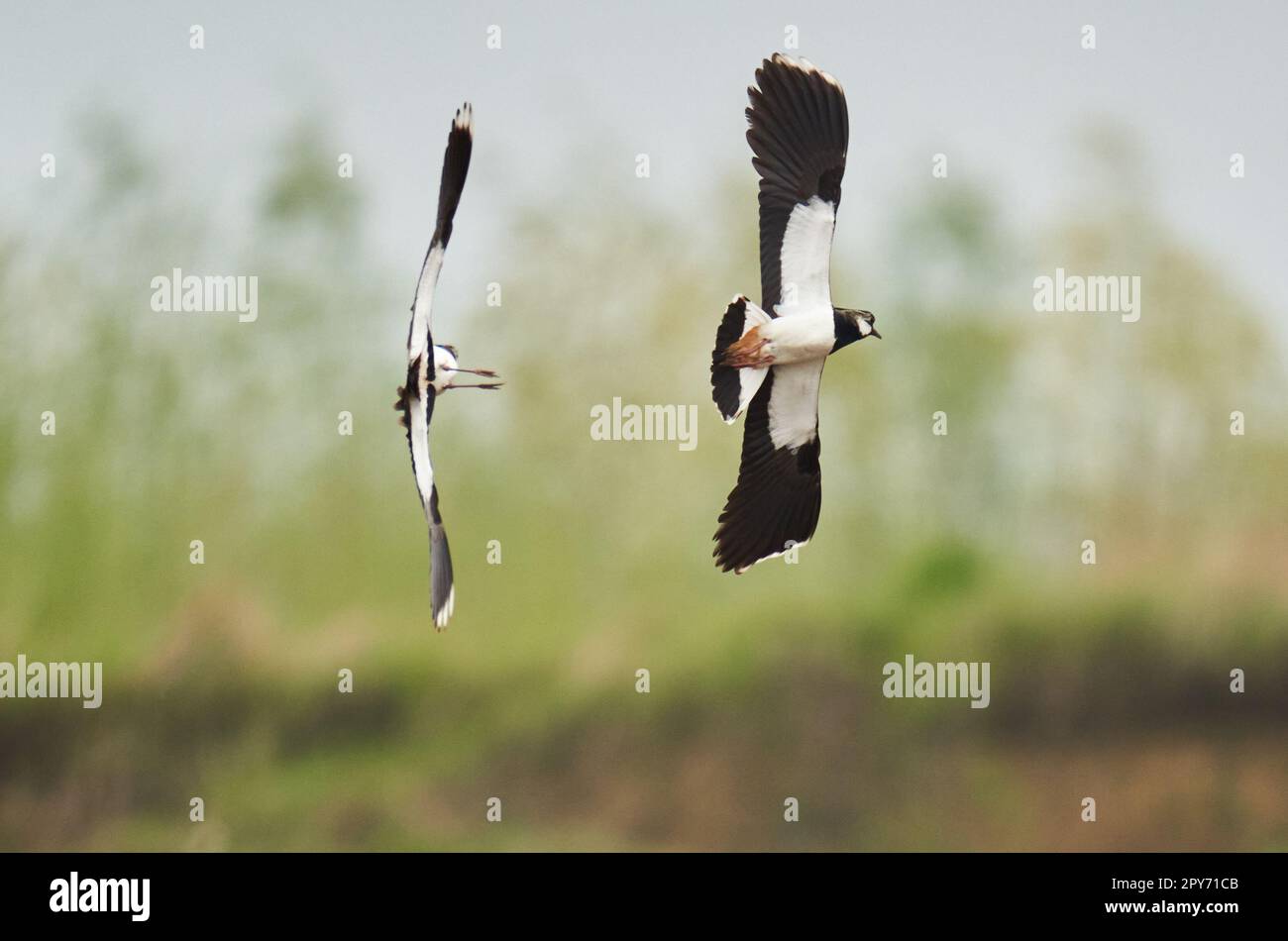 Northern lapwing birds (Vanellus vanellus) in flight, chasing each ...