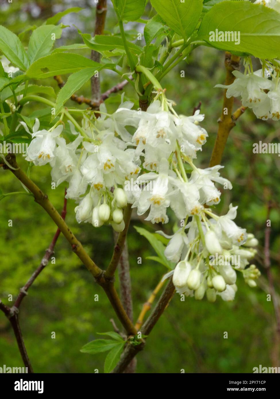 Natural close up flowering plant portrait of Staphylea Colchica ...