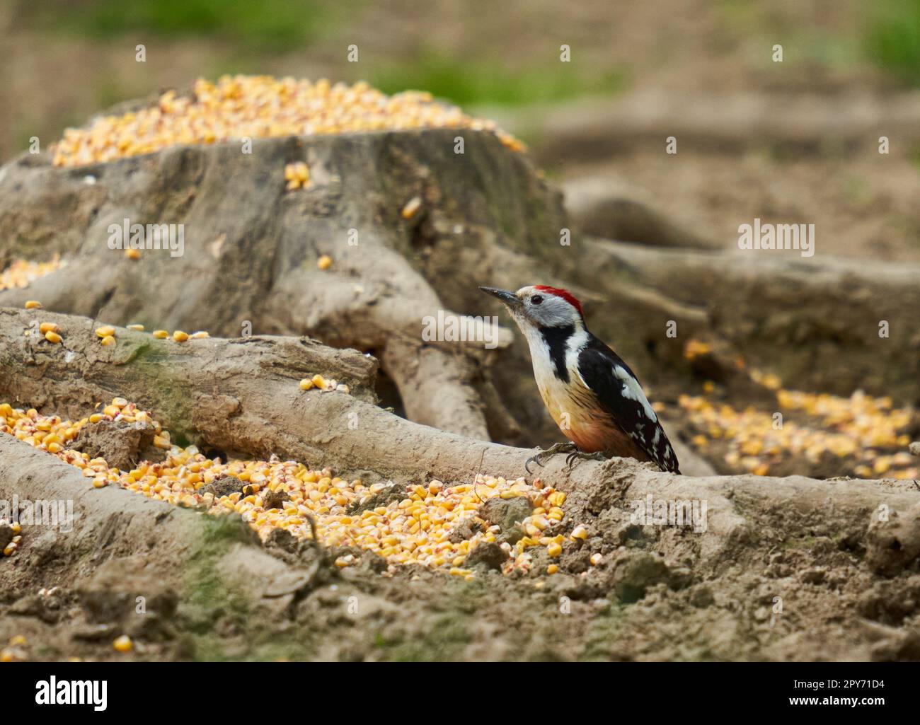 Middle spotted woodpecker (Dendrocopos medius) on a tree stump where ...