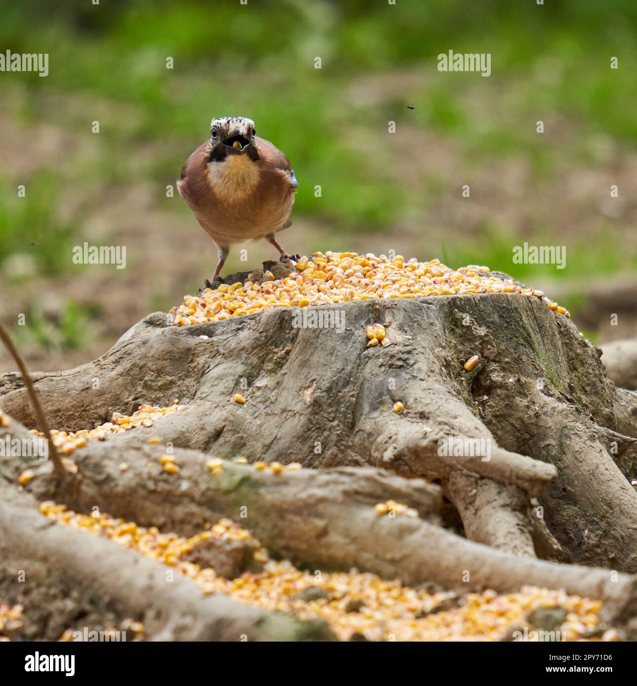 Eurasian jay (Garrulus glandarius) feeding on corn beans spilled on a ...