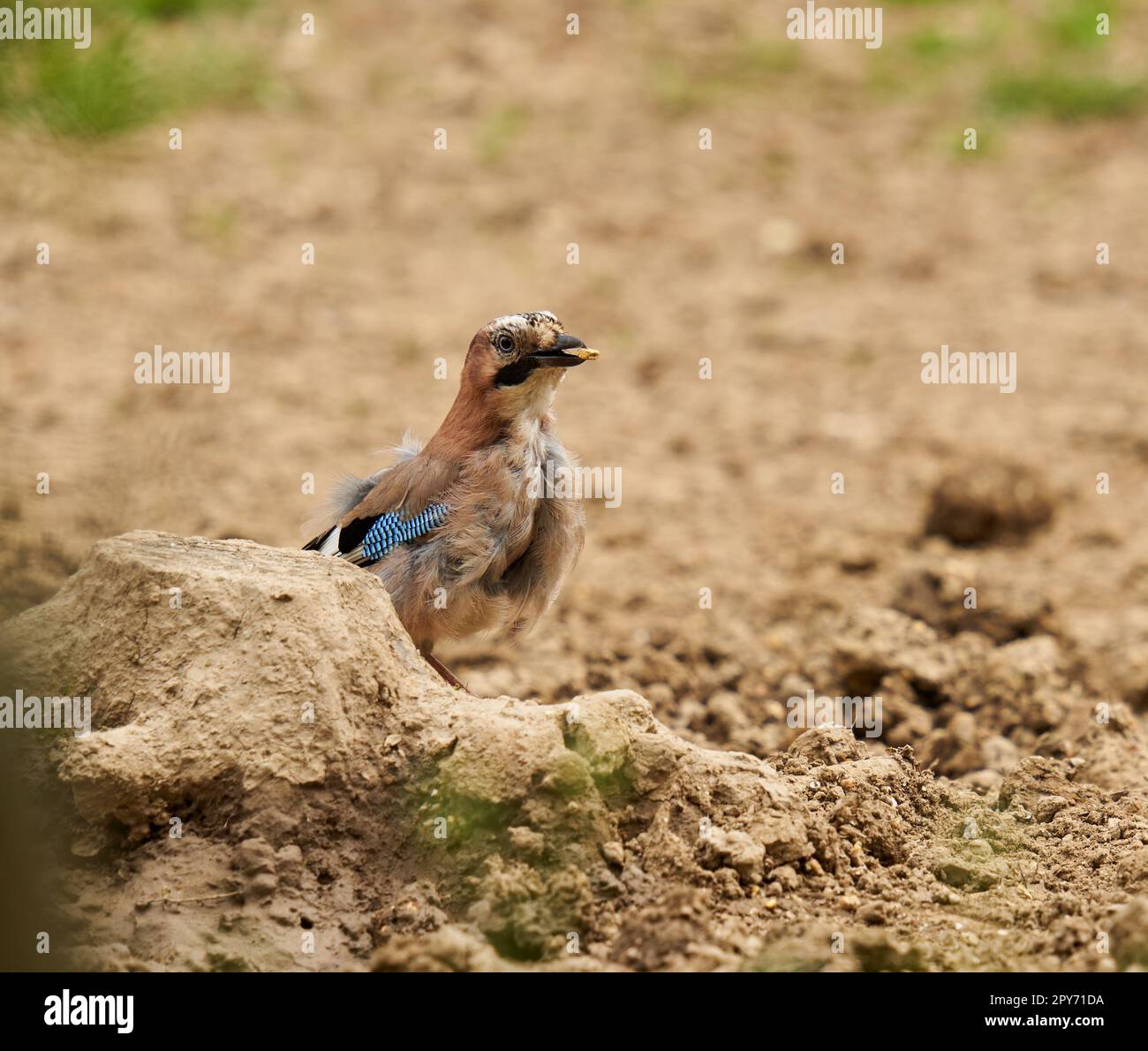 Eurasian jay (Garrulus glandarius) feeding on corn beans spilled on a ...