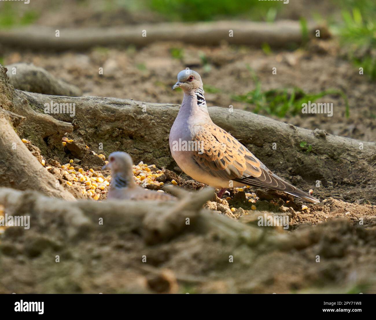 European turtle dove on the forest floor, looking around Stock Photo ...