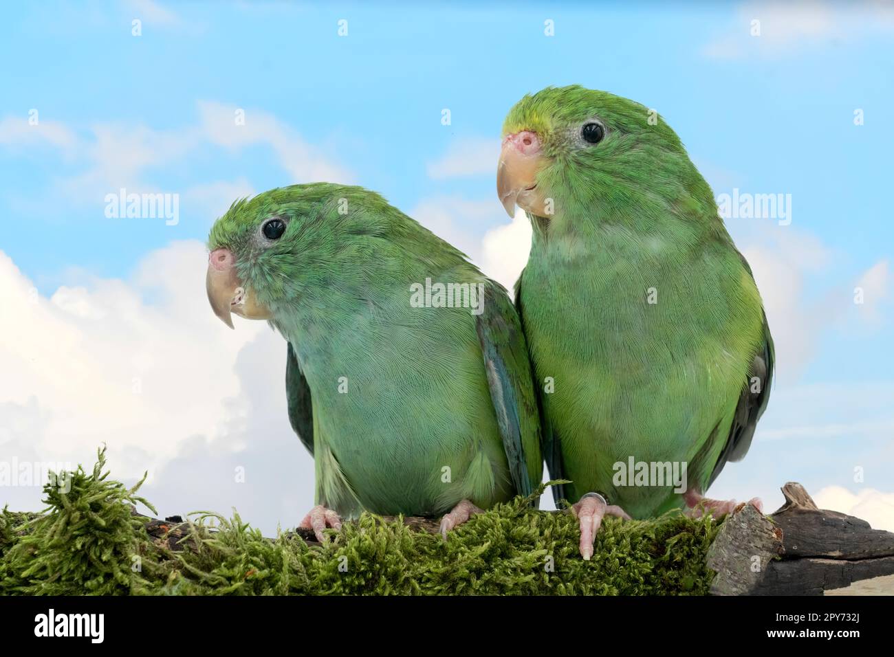 Red-billed parakeet, subspecies of the mountain parakeet Stock Photo ...