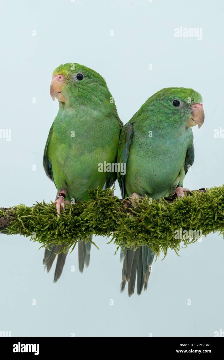 Red-billed parakeet, subspecies of the mountain parakeet Stock Photo ...